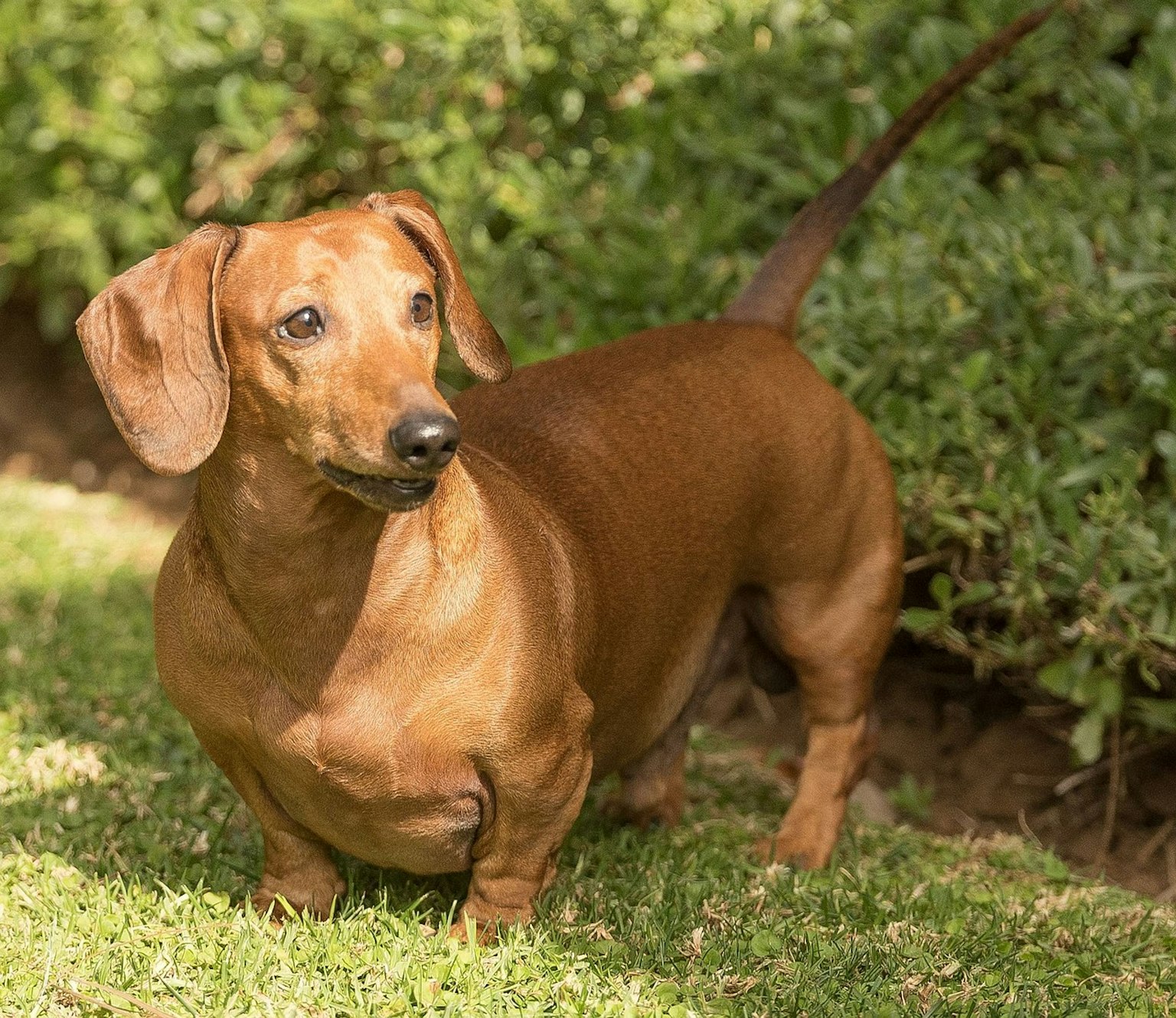 ミニチュアダックスフンドの体重管理は要注意？ | ペットショップ 犬の家&猫の里 | 子犬だけでなく子猫の情報もたくさん