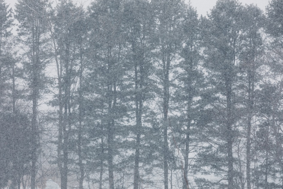 Voices of Memu — Project — 柳沢英輔 (Eisuke Yanagisawa)