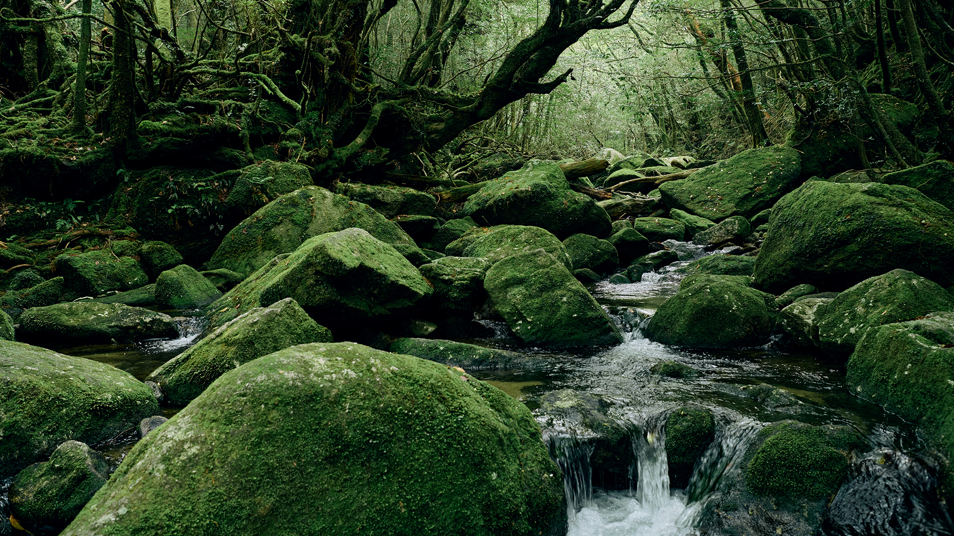 LEXUS - 記事 | LEXUS NEWS