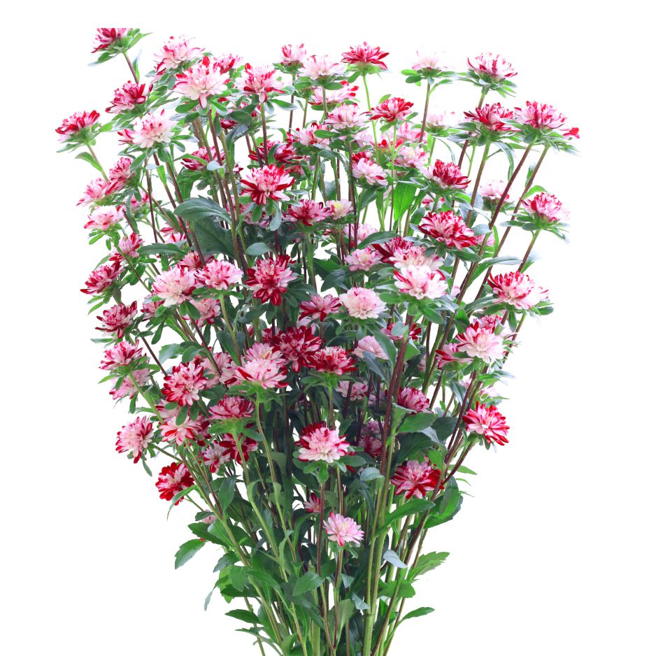 Cocotte Marble Red | Flowering Plants | Fukukaen Nursery & Bulb Co.,Ltd.