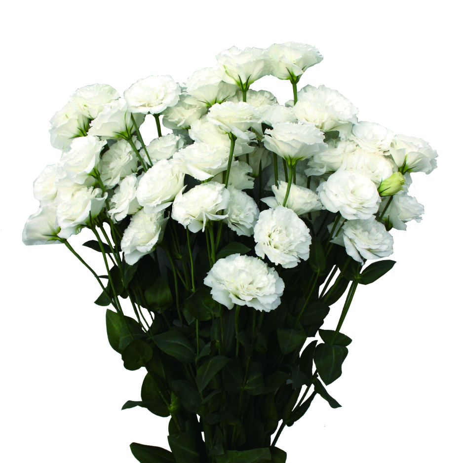 F1 White Tiara | Flowering Plants | Fukukaen Nursery & Bulb Co.,Ltd.